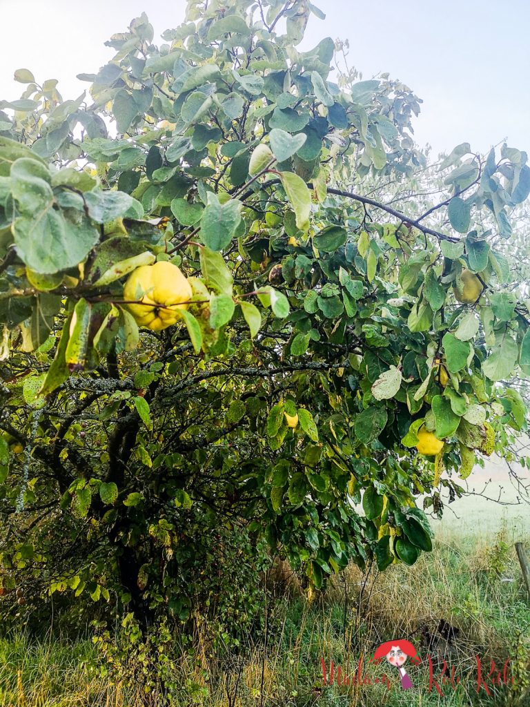 Gebackene Quitten im Honigsirup nach Nigel Slater - Madam Rote Rübe